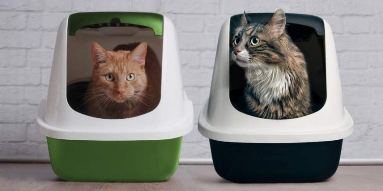 Clumping vs. Non-Clumping Cat Litter: Which to Use and Why