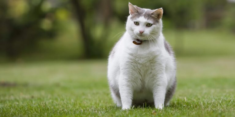 How to Determine If Your Cat Is Overweight | Cat Care Tips