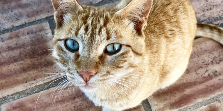 Are Cats Smart? 3 Reasons Cats Are More Intelligent Than We Think