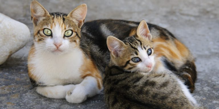 8 Reasons to Foster a Cat