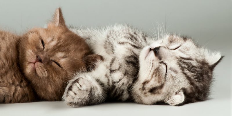 5 Must-Know Tips for a Multi-Cat Household