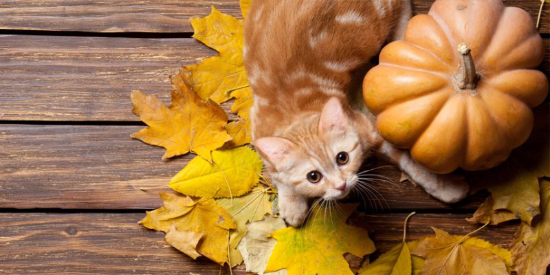 4 Great Ways to Celebrate Thanksgiving With Your Cat