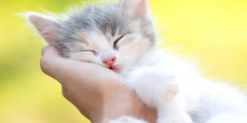 How to Care for Your New Kitten