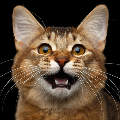 Why Do Cats Meow? | 10 Reasons Cats Meow