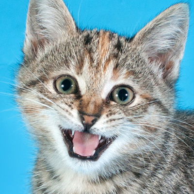 Why Do Cats Meow? | 10 Reasons Cats Meow