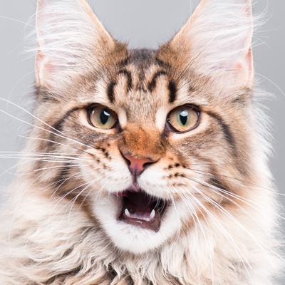 Why Do Cats Meow? | 10 Reasons Cats Meow