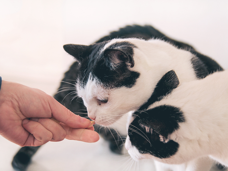 How to Clean Your Cat's Teeth at Home | World's Best Cat Litter®