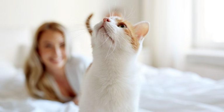 World’s Best Cat Blog | All the Best Cat Stories, News, Tips & More