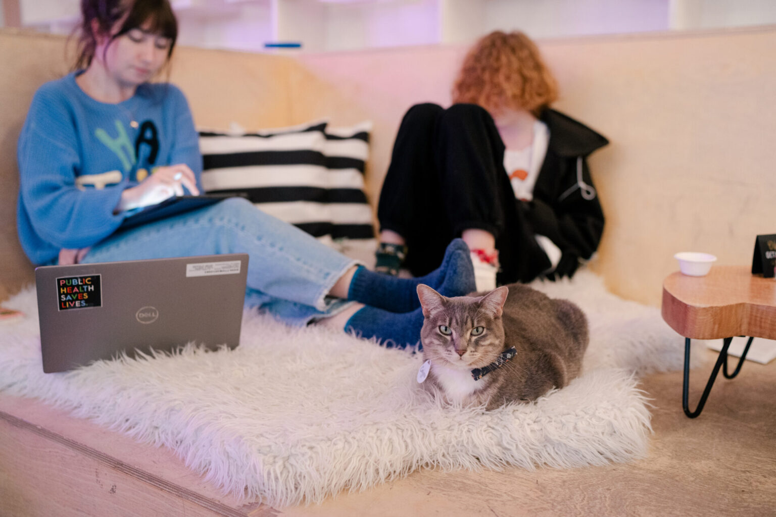 World’s Best Cat Blog | All the Best Cat Stories, News, Tips & More