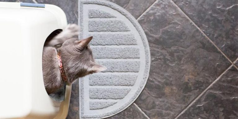 World’s Best Cat Blog | All the Best Cat Stories, News, Tips & More