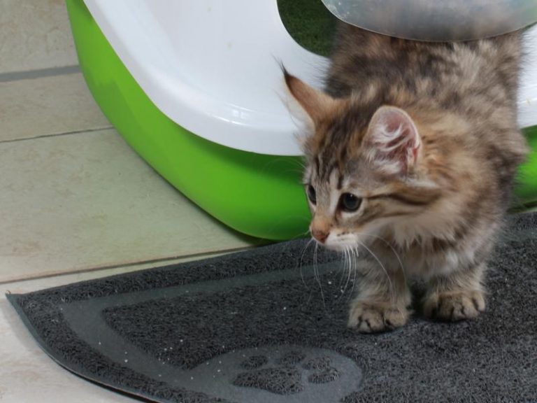 How to Prevent Cat Litter Tracking