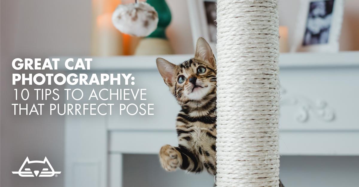 Great Cat Photography Tips | How to Get that Purrfect Pose