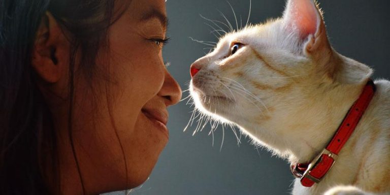 World’s Best Cat Blog | All the Best Cat Stories, News, Tips & More