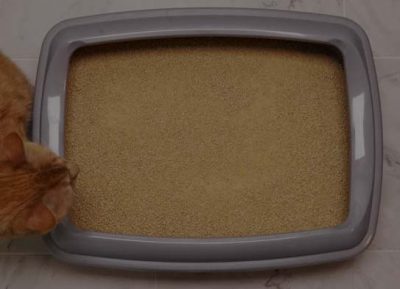 Multiple Cat Unscented Litter | A Multi-Cat Litter Made From Corn