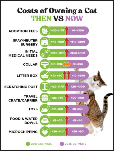 How Much Does a Cat Cost? | 2025 Edition