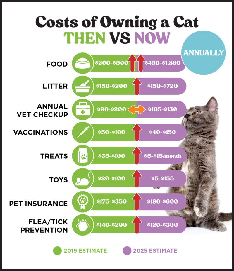 How Much Does a Cat Cost? | 2025 Edition