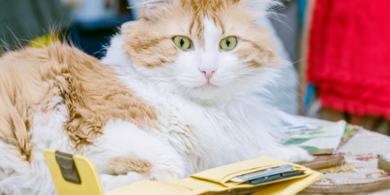 How Much Does a Cat Cost? | 2025 Edition