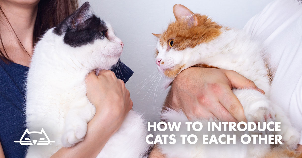 How to Introduce Cats to Each Other | Step by Step Guide