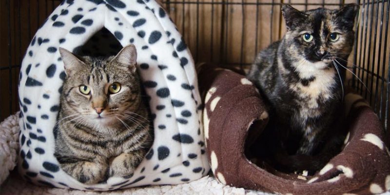 70 Fun Ideas on How to Help Animal Shelters | Show Your Support