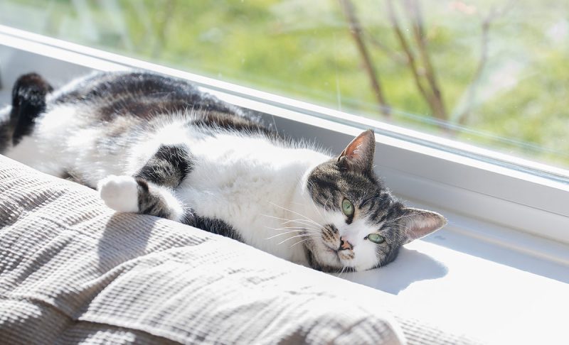 Country Cats: What to Know About Owning a Rural Cat