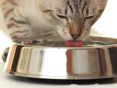 Cat Hydration 101: Water Fountains, Wet Food & More