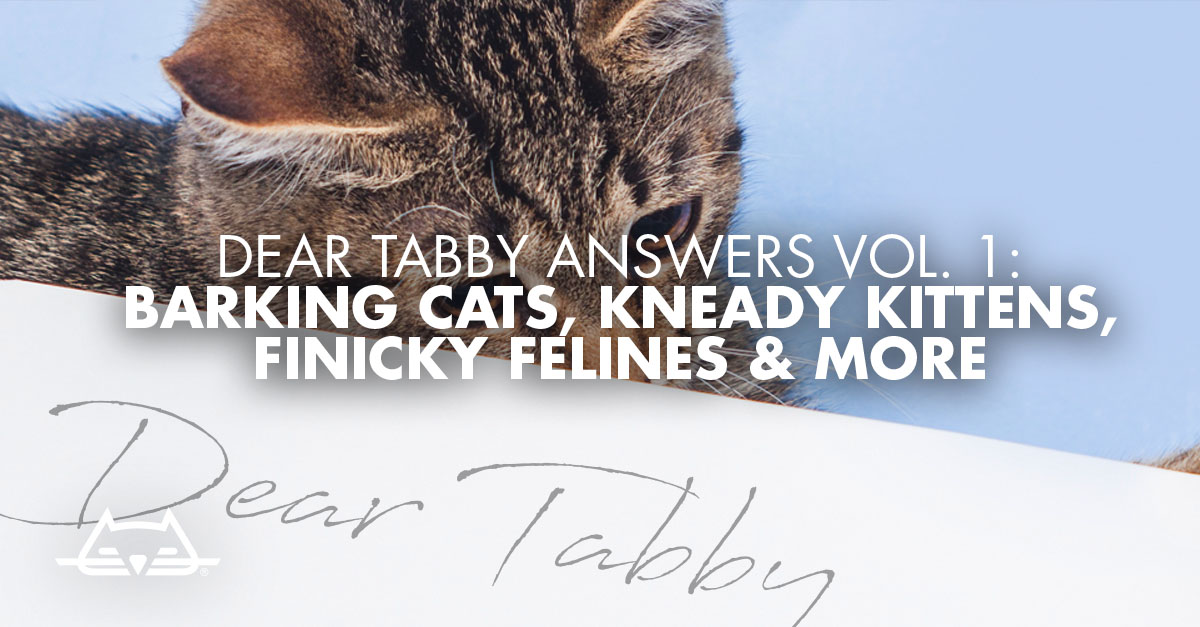 Dear Tabby (vol. 1): Barking Cats, Kneady Kittens, Finicky Felines & More