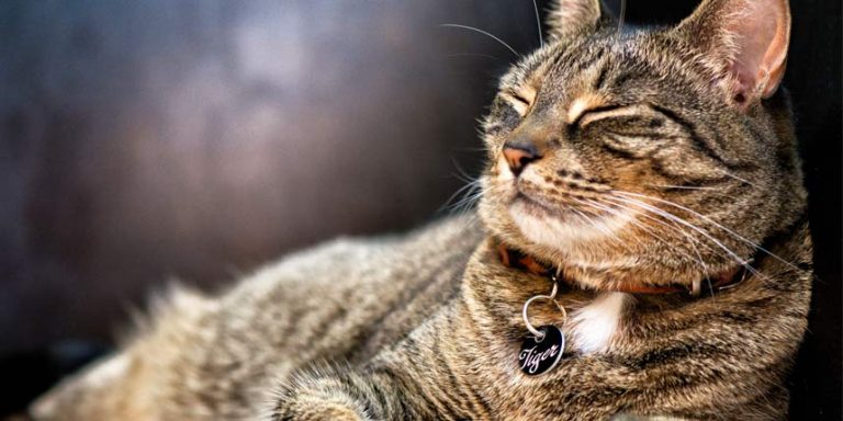 World's Best Cat Names (2024 Edition) - World's Best Cat Litter®
