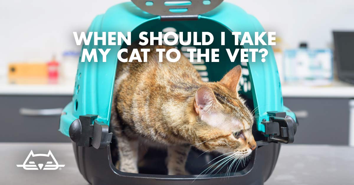 When Should I Take My Cat to the Vet | Cat Care Tips