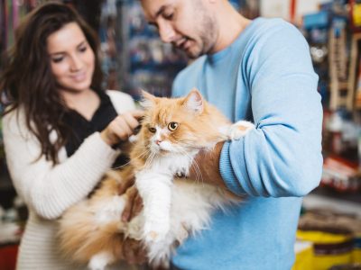 9 Jobs that Will Let You Bring Your Cat to Work