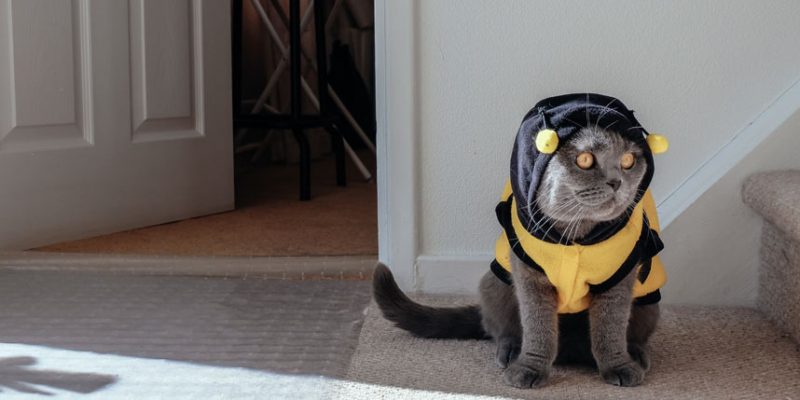 23 Best Cat Costume Ideas for Halloween