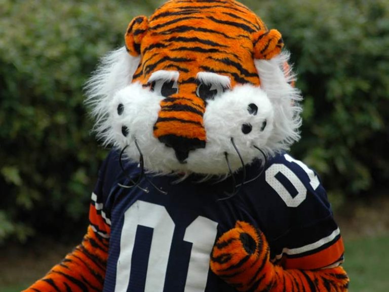 The Best Cat Mascots in Professional and Collegiate Sports