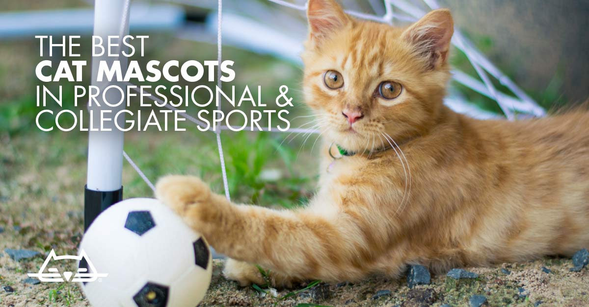 The Best Cat Mascots in Professional and Collegiate Sports