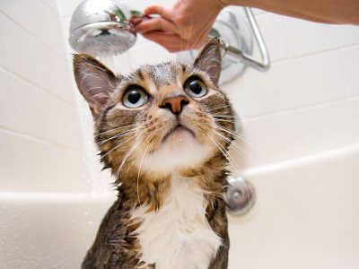 How to Give Your Cat a Bath | A Step-by-Step Guide to Bathing