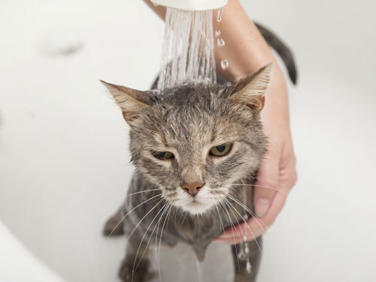 How to Give Your Cat a Bath | A Step-by-Step Guide to Bathing