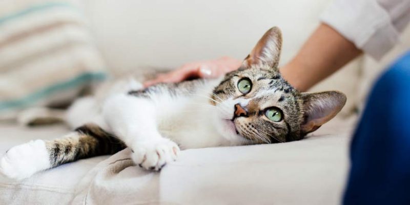 A Year of Cats: A Month-by-Month Breakdown of Fun Feline Facts and ...