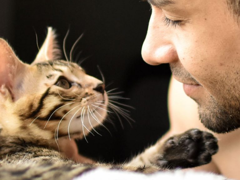 Are Cats Smart? 3 Reasons Cats Are More Intelligent Than We Think
