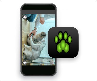 Best Cat Apps to Entertain, Train, and Care for Your Feline