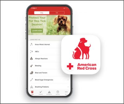 Best Cat Apps to Entertain, Train, and Care for Your Feline