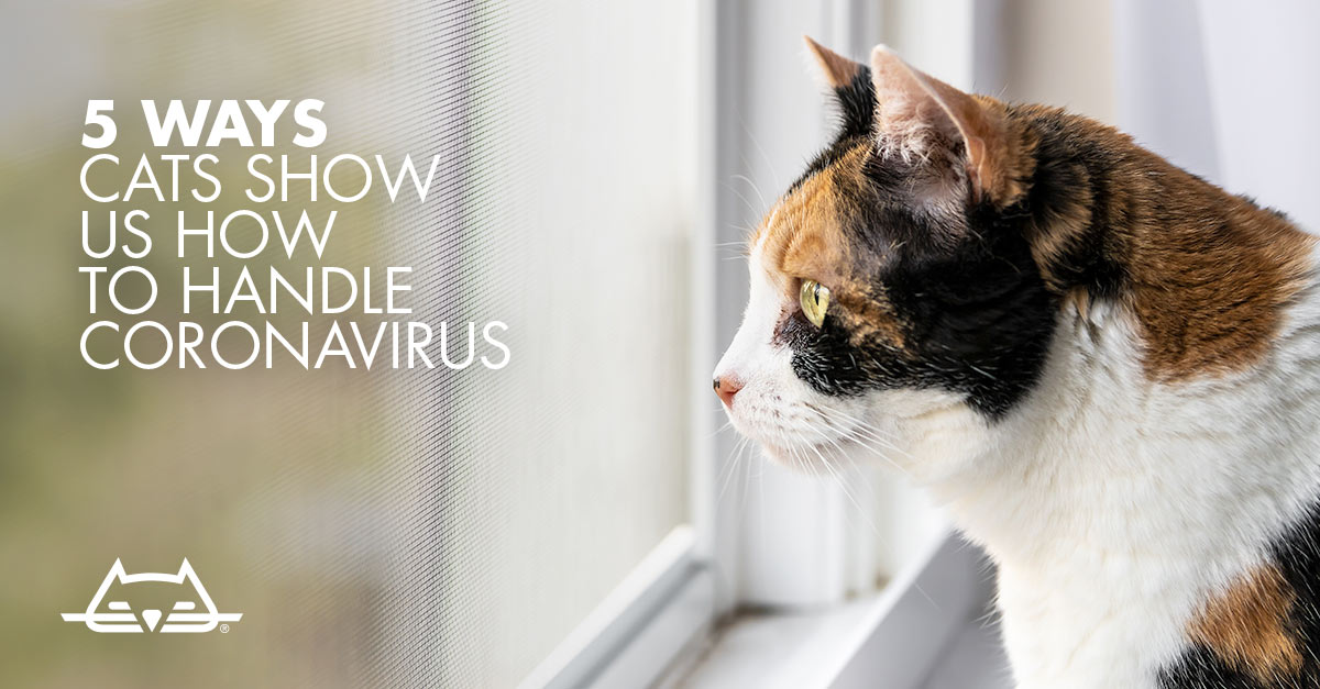 How Cats Helped Humans Navigate the COVID-19 Pandemic
