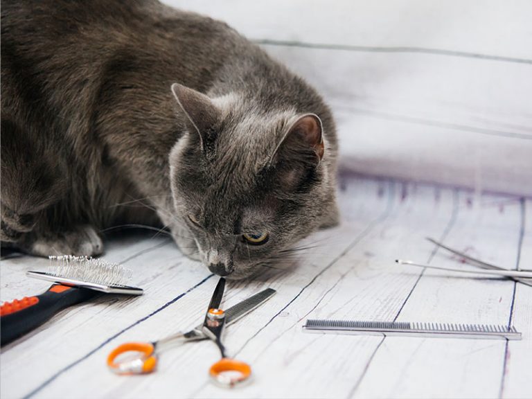 The 7 Best Cat Hairstyles (PLUS: Should You Shave Your Cat?)