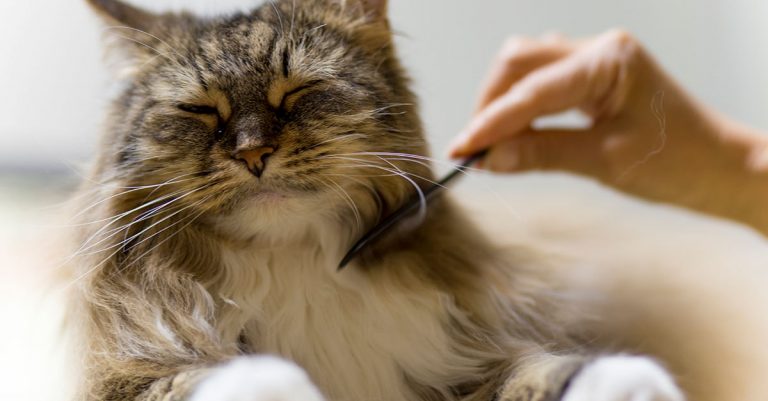 The 7 Best Cat Hairstyles (PLUS: Should You Shave Your Cat?)