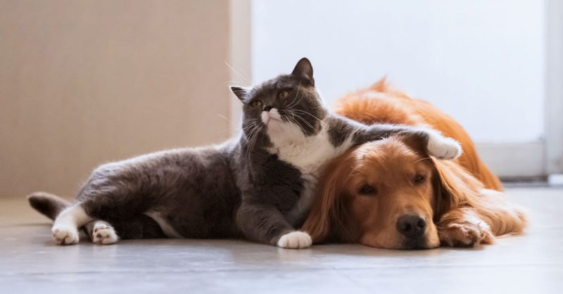 Which Pets Live Well with Cats and Which Do Not
