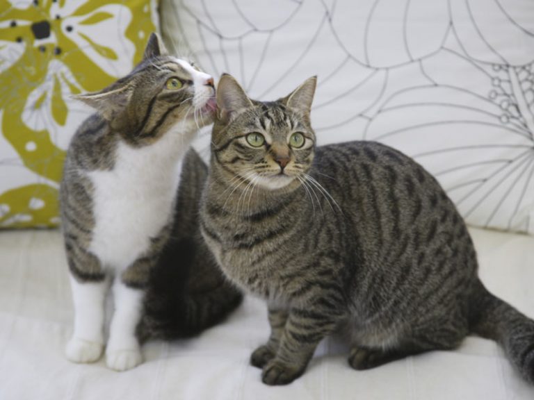 Country Cats: What to Know About Owning a Rural Cat