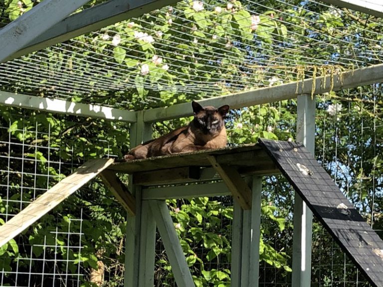 Country Cats: What to Know About Owning a Rural Cat