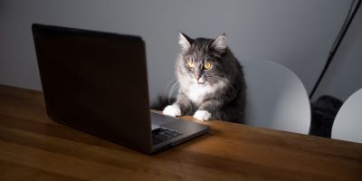 A Year of Cats: A Month-by-Month Breakdown of Fun Feline Facts and ...