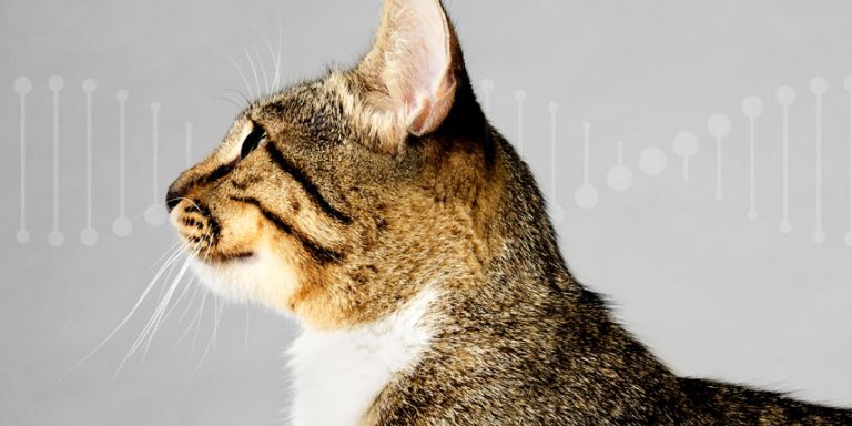 Curious About Your Cat’s Ancestry? A Cat DNA Test Could Help!