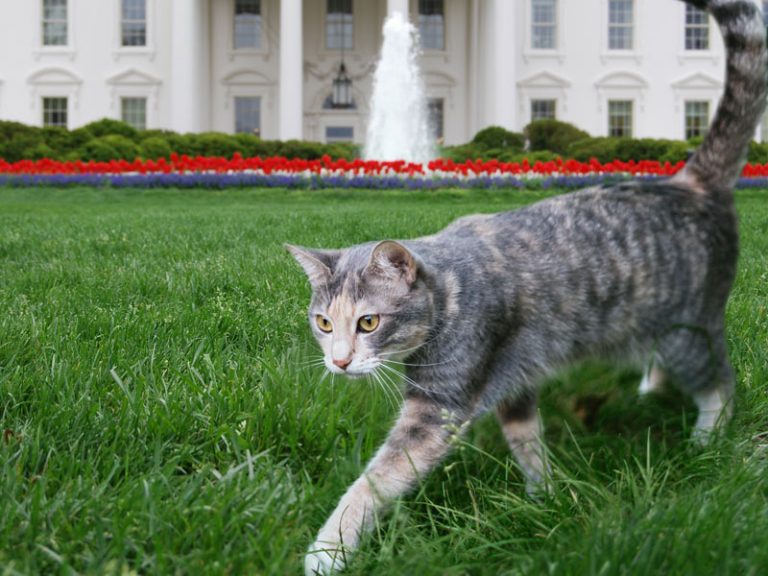 First Felines: A Litter History of Cats in the White House