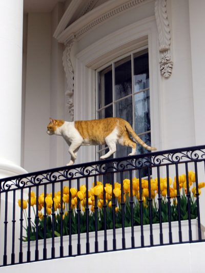 First Felines: A Litter History of Cats in the White House