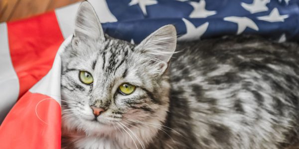 First Felines: A Litter History of Cats in the White House