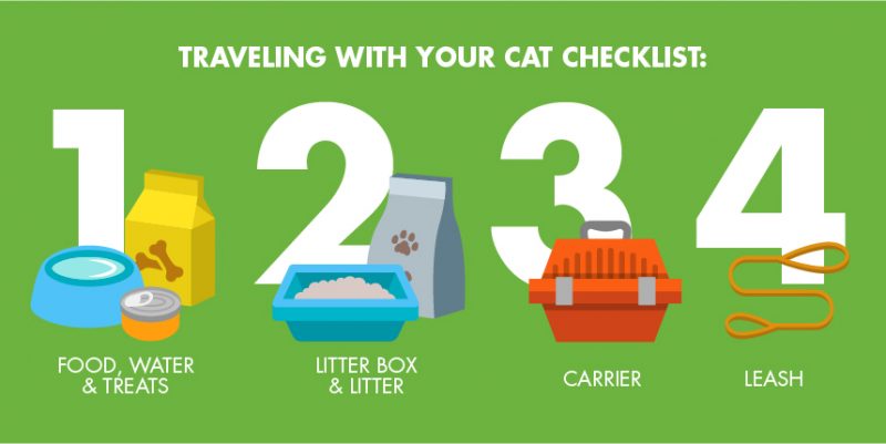 6 Simple Tips for Traveling With A Cat